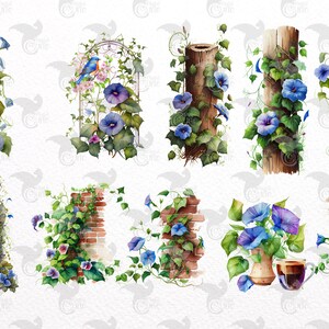 Watercolor Morning Glory Scenes Clipart - Floral Watercolor PNG Format ...