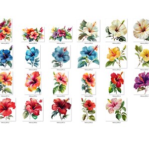Watercolor Hibiscus Clipart, Tropical Bouquets and Flowers PNG Clip Art ...
