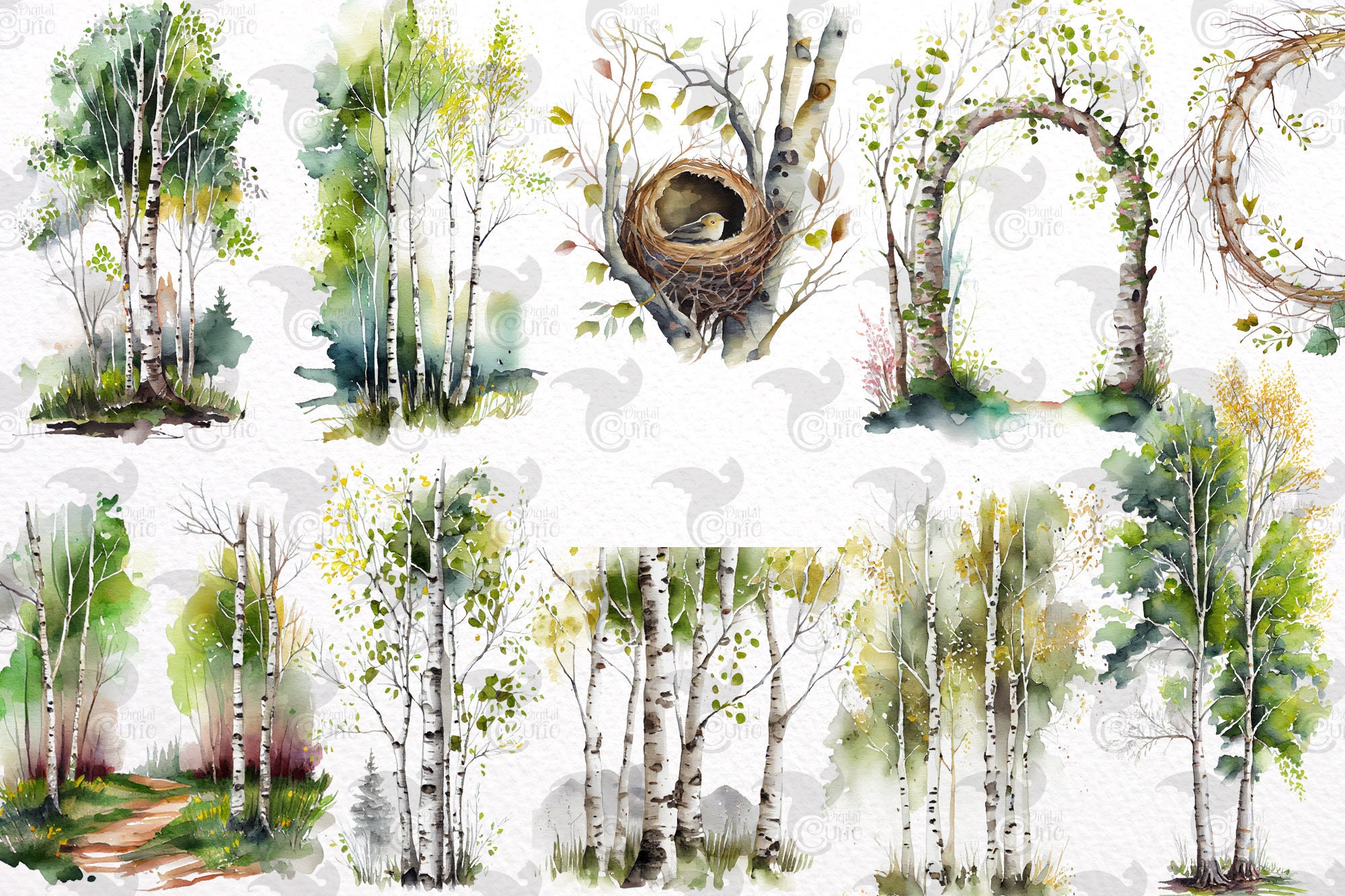 Watercolor Birch Tree Clipart – Spring Forest PNG (digital Download) - Etsy