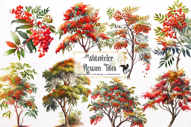 Watercolor Rowan Trees Clipart Autumn Forest PNG Format - Etsy