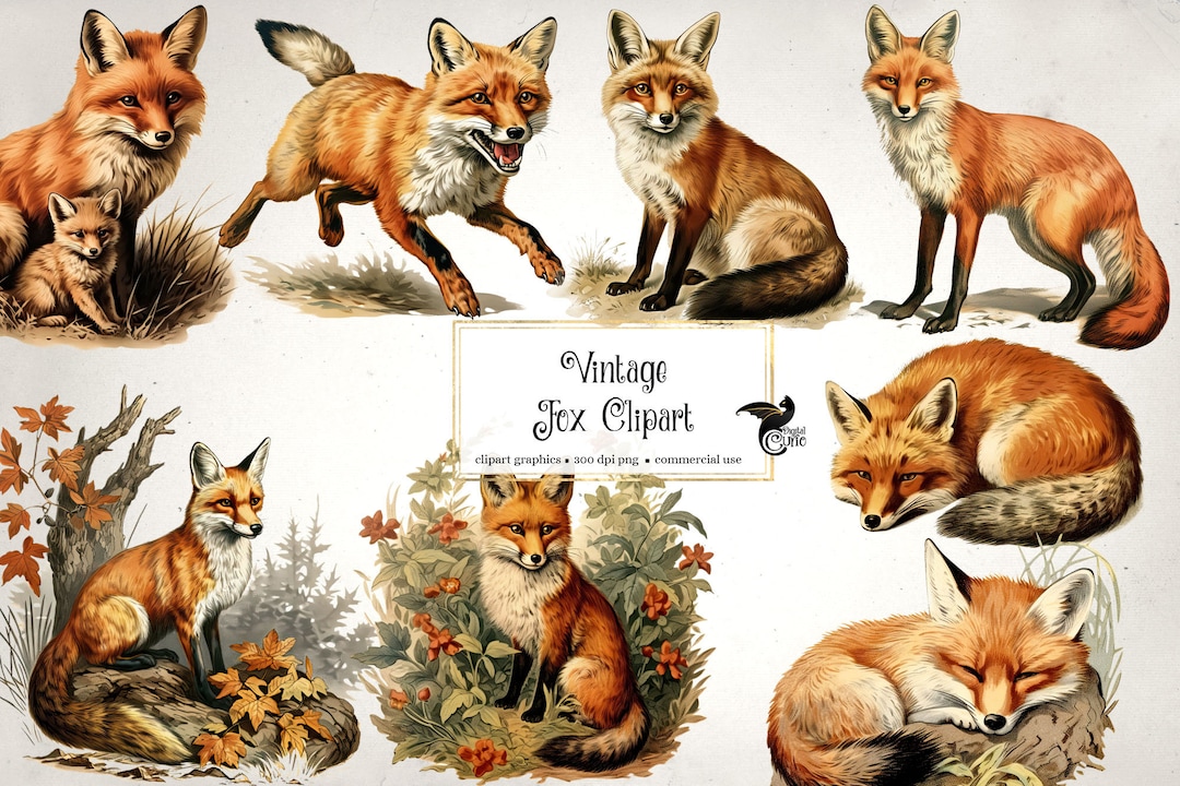 Vintage Fox Clipart, Vintage Forest Animal Graphics, Digital Antique ...