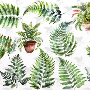 Watercolor Ferns Clipart - House Plant Potted and Hanging Fern Leaves ...
