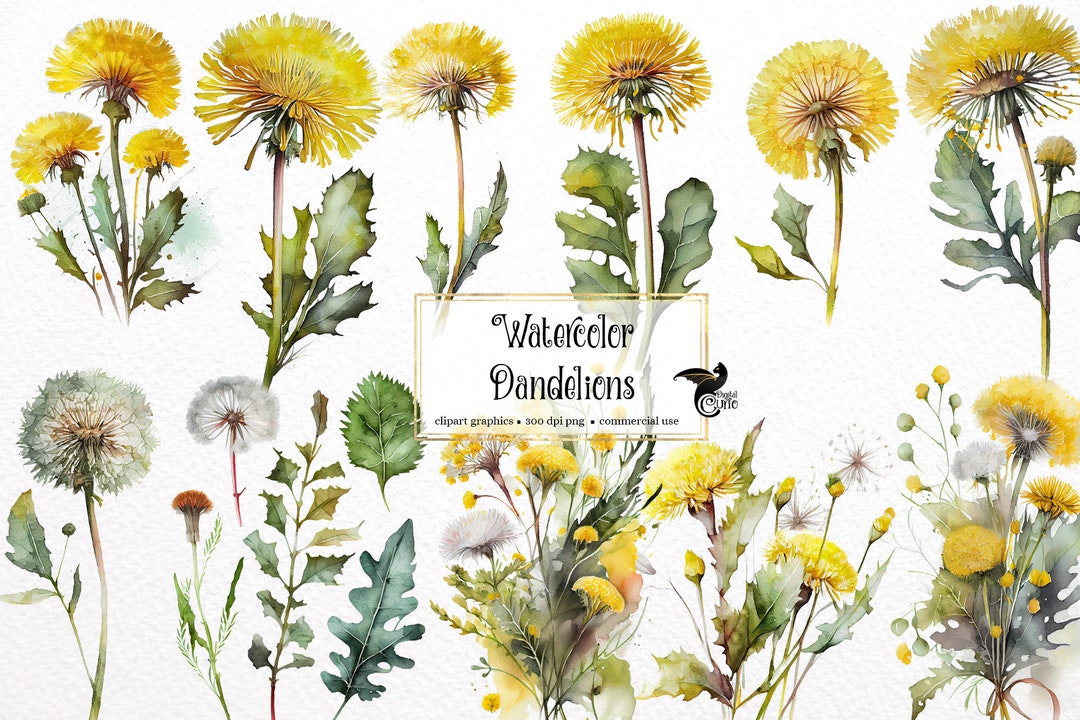 Watercolor Dandelion Clipart - Floral Spring Wildflowers and Bouquets ...