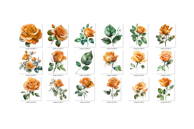 Orange Watercolor Roses Clipart – Floral PNG Images (commercial Use) - Etsy