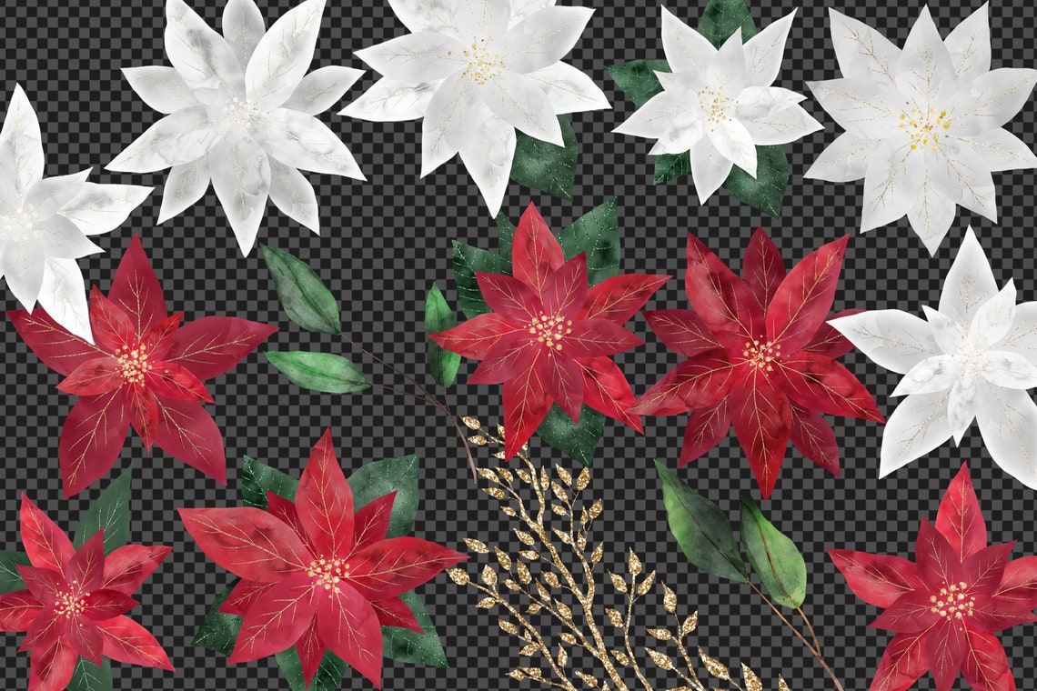 Watercolor Poinsettias Clip Art Digital Christmas Holiday - Etsy