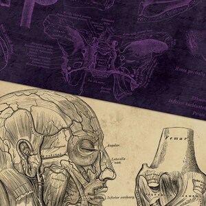 Vintage Anatomy Digital Paper, Seamless Grunge Texture (digital ...
