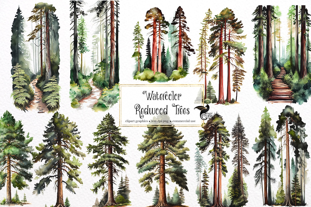 Watercolor Redwood Trees Clipart - Coastal Forest PNG Format Instant ...
