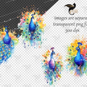 Watercolor Rainbow Peacocks Clipart, Aquarelle Fantasy Peacock Feather Clip Art PNG Graphics ...