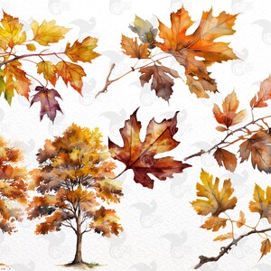 Watercolor Maple Clipart - Autumn Maple Leaves and Branches PNG Format ...