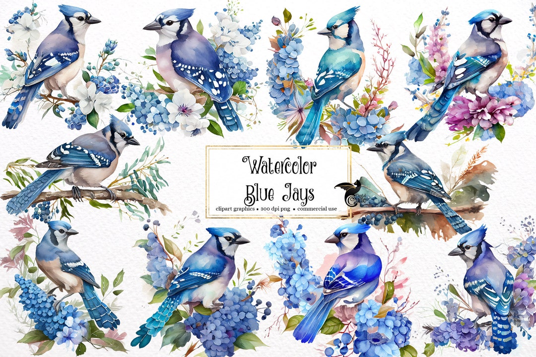 Watercolor Blue Jay Clipart – Spring Birds With Flowers (PNG, Digital ...