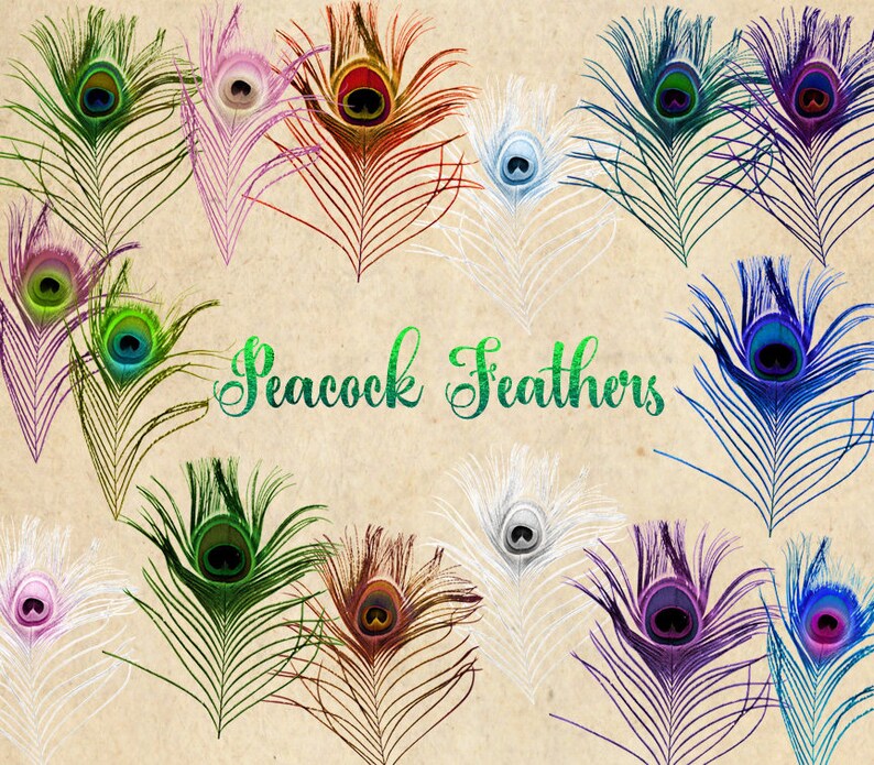 Colorful Peacock Feather Clip Art Graphics (digital Download) - Etsy