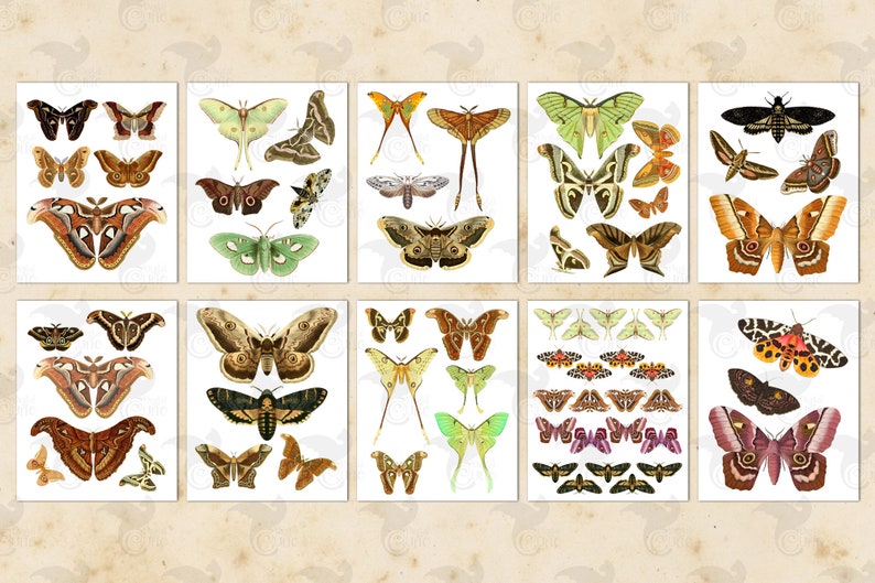 Moth Collage Digital Paper, 8x10 Printable Sheets With Vintage Moths ...