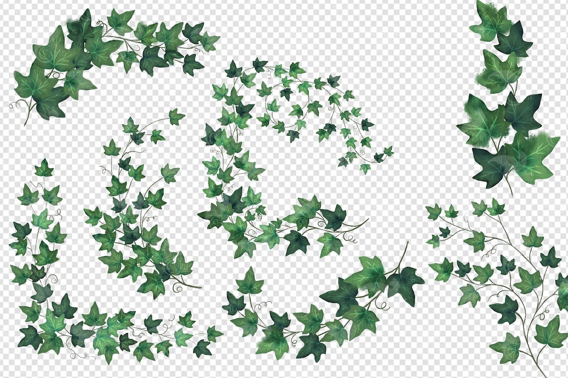 Watercolor Ivy Clip Art Digital Climbing Ivy Vines Clipart - Etsy