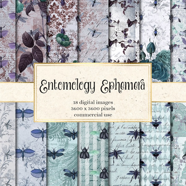 Antique Entomology - Etsy