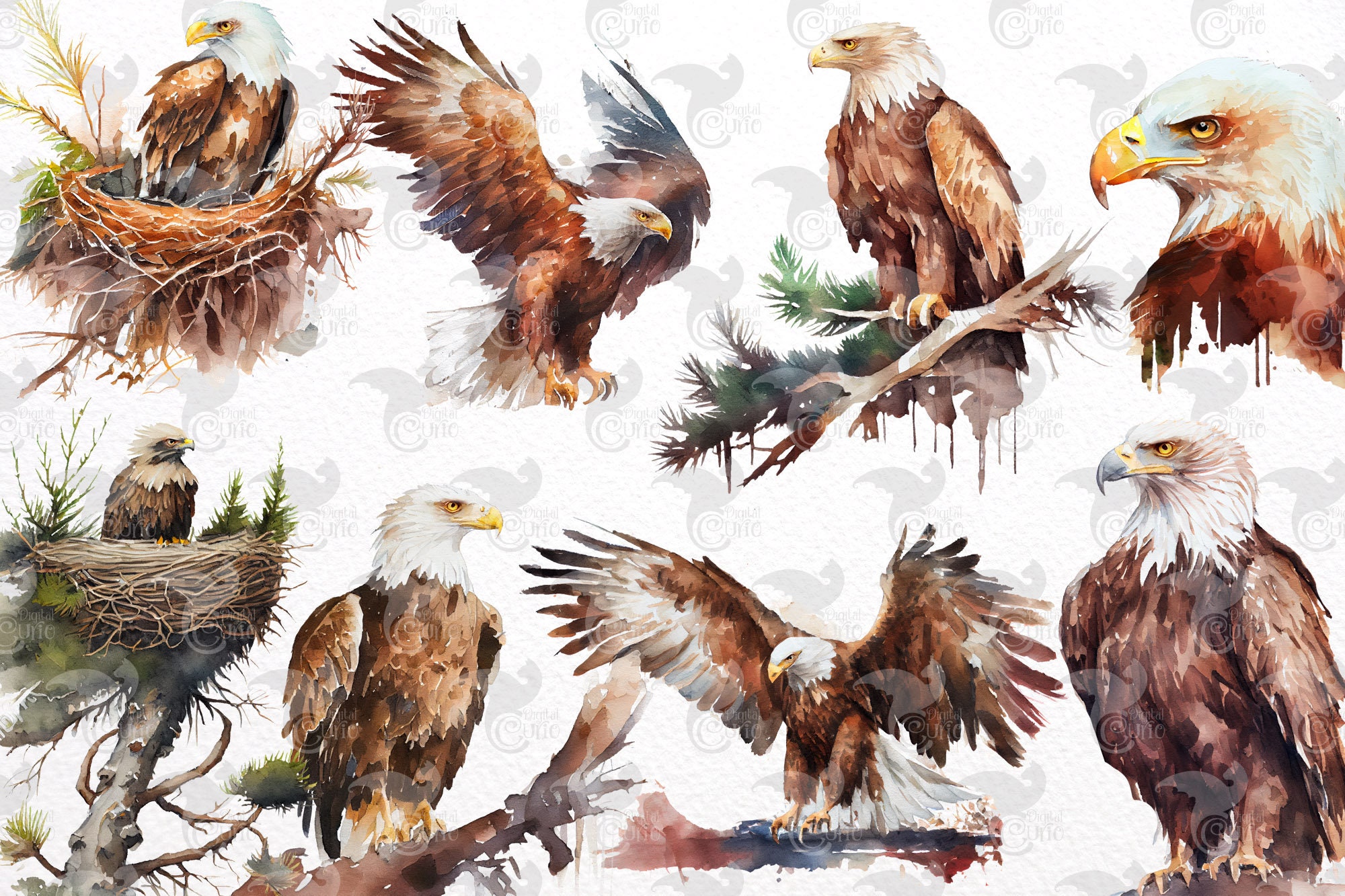 Watercolor Bald Eagle Clipart Alpine Forest Eagle PNG Format - Etsy