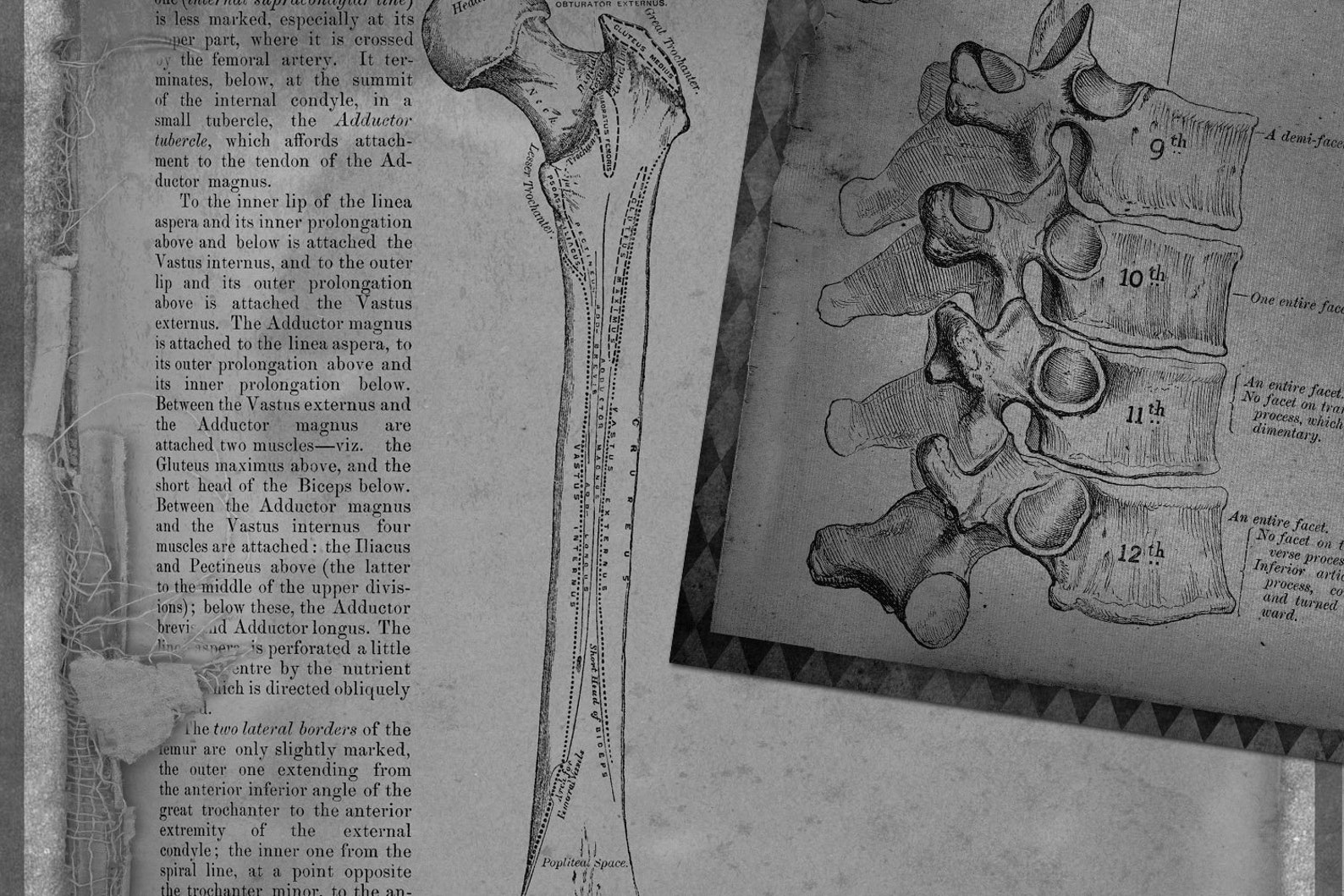 Dark Anatomy Digital Paper Vintage Anatomical Illustrations - Etsy