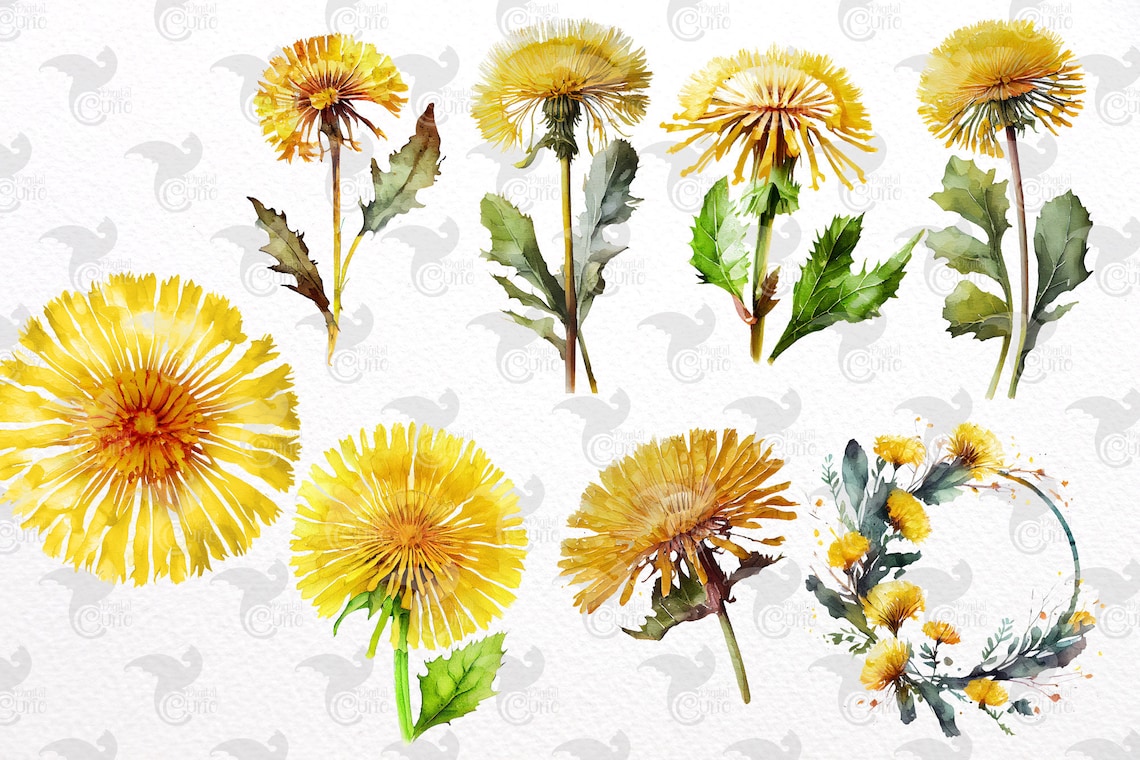 Watercolor Dandelion Clipart – Floral Spring PNG (digital Download) - Etsy