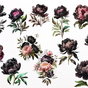Watercolor Black Peony Clipart - Peonies in PNG Format Instant Download ...