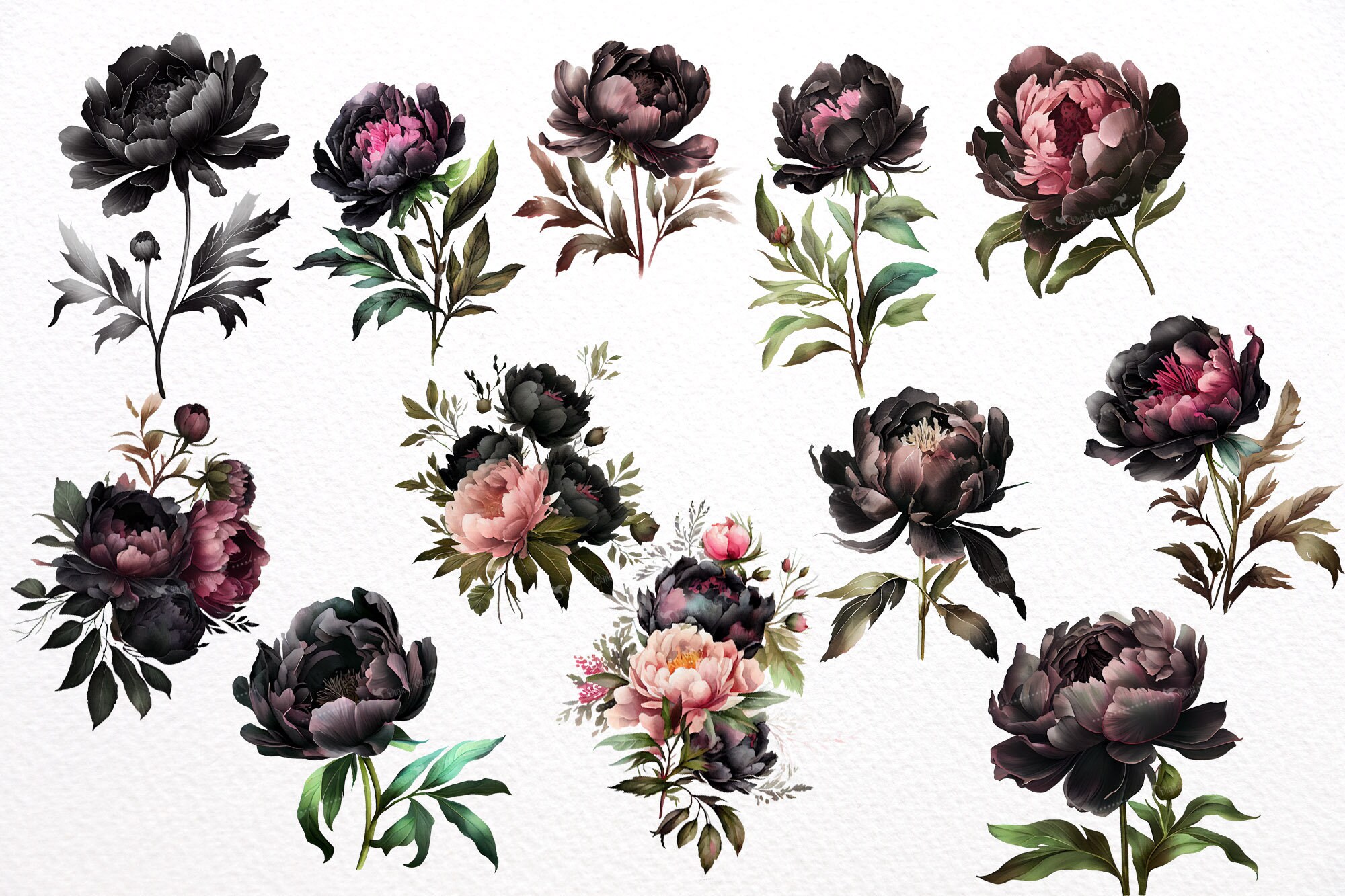Watercolor Black Peony Clipart - Peonies in PNG Format Instant Download ...