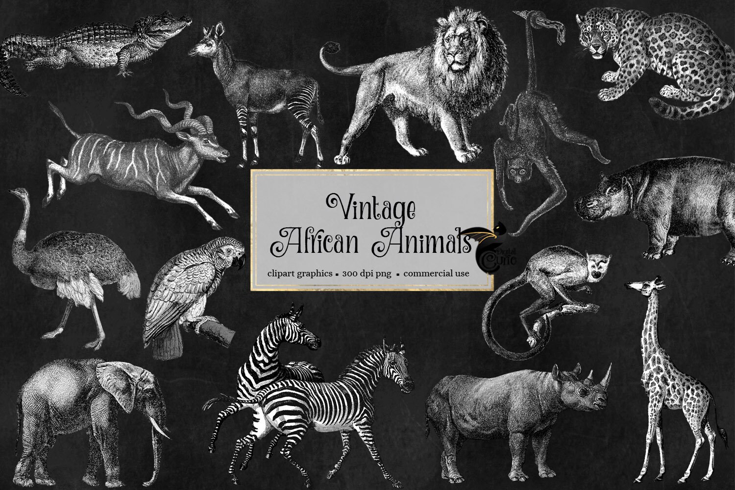 Vintage African Animals Clipart, Safari Illustrations (digital Download ...