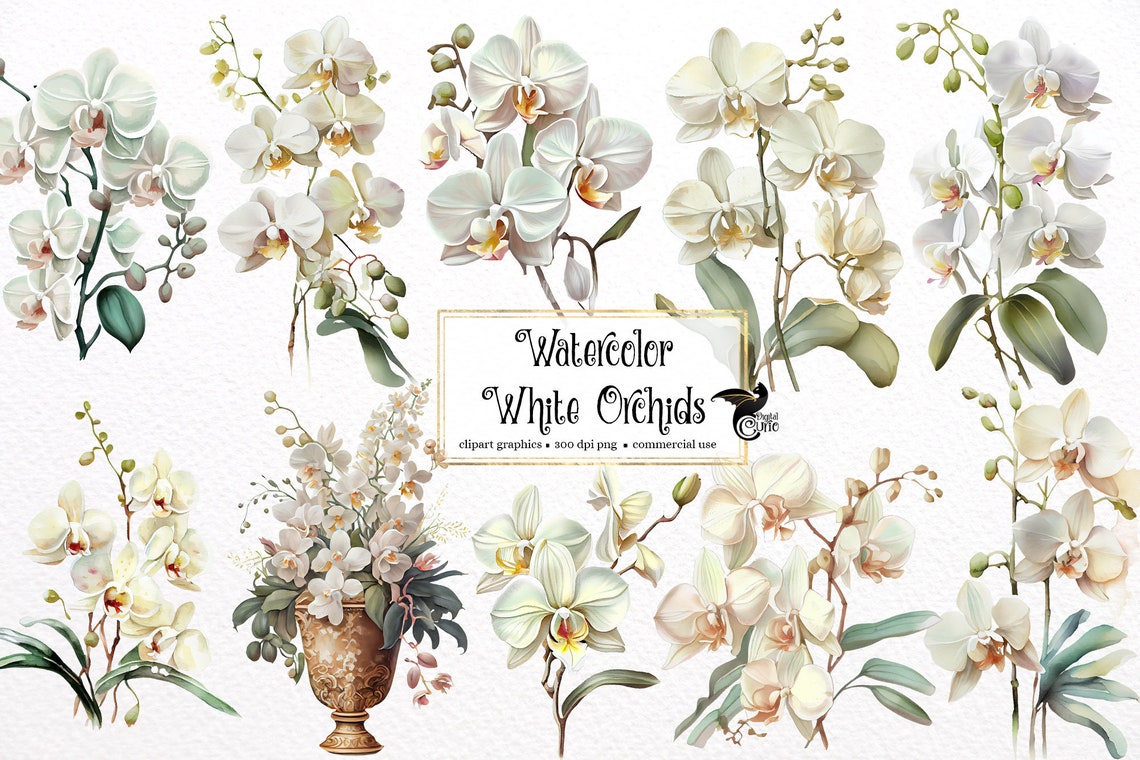 Watercolor White Orchid Clipart - Spring Floral PNG Format Instant ...