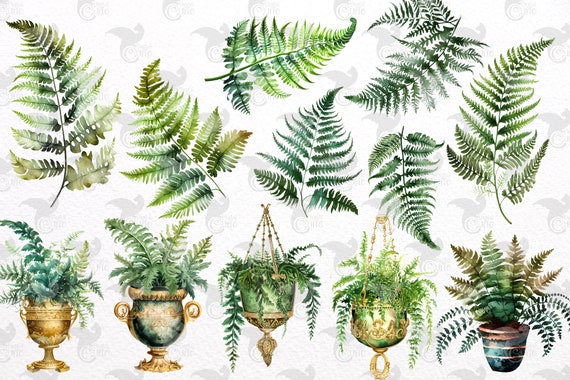 Potted Fern Clipart