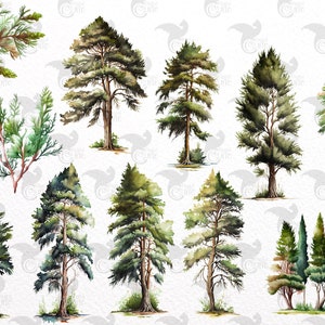 Watercolor Cypress Trees Clipart - Forest Tree PNG Format Instant ...