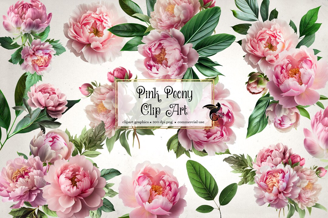 Pink Peonies Clip Art, Digital Instant Download Peony Flower Png ...