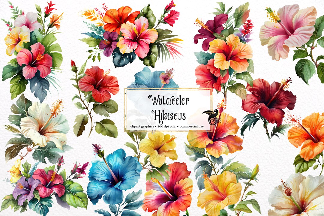 Watercolor Hibiscus Clipart, Tropical Bouquets and Flowers PNG Clip Art ...