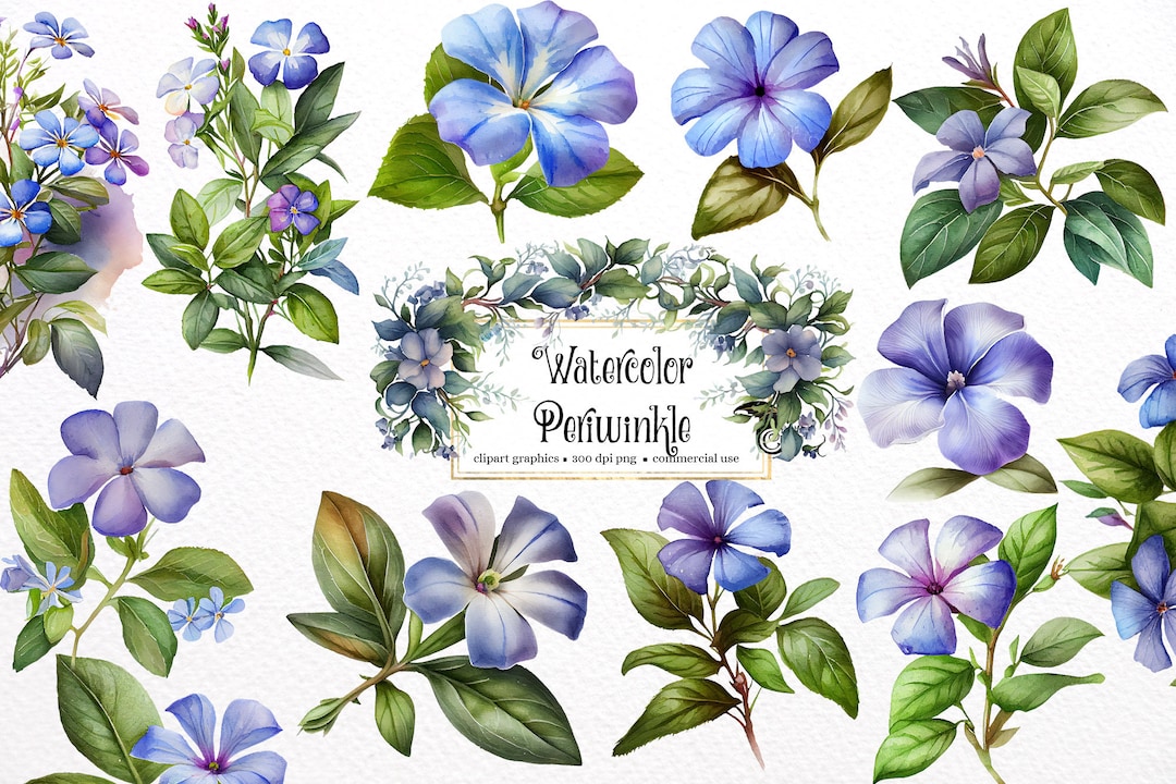 Watercolor Periwinkle Clipart - Flowers and Leaves in PNG Format ...
