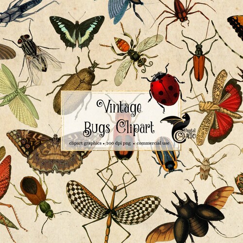 Vintage Bugs Clipart Antique Insect Clip Art Scientific - Etsy