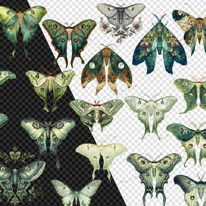 Luna Moth Clipart - Digital Moth Illustrations in Png Clip Art Format ...