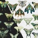 Luna Moth Clipart - Digital Moth Illustrations in Png Clip Art Format ...