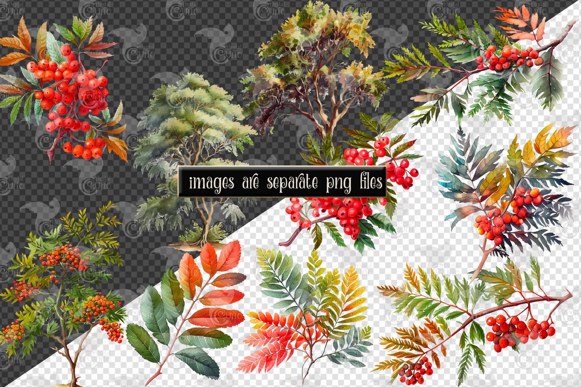Watercolor Rowan Trees Clipart Autumn Forest PNG Format - Etsy