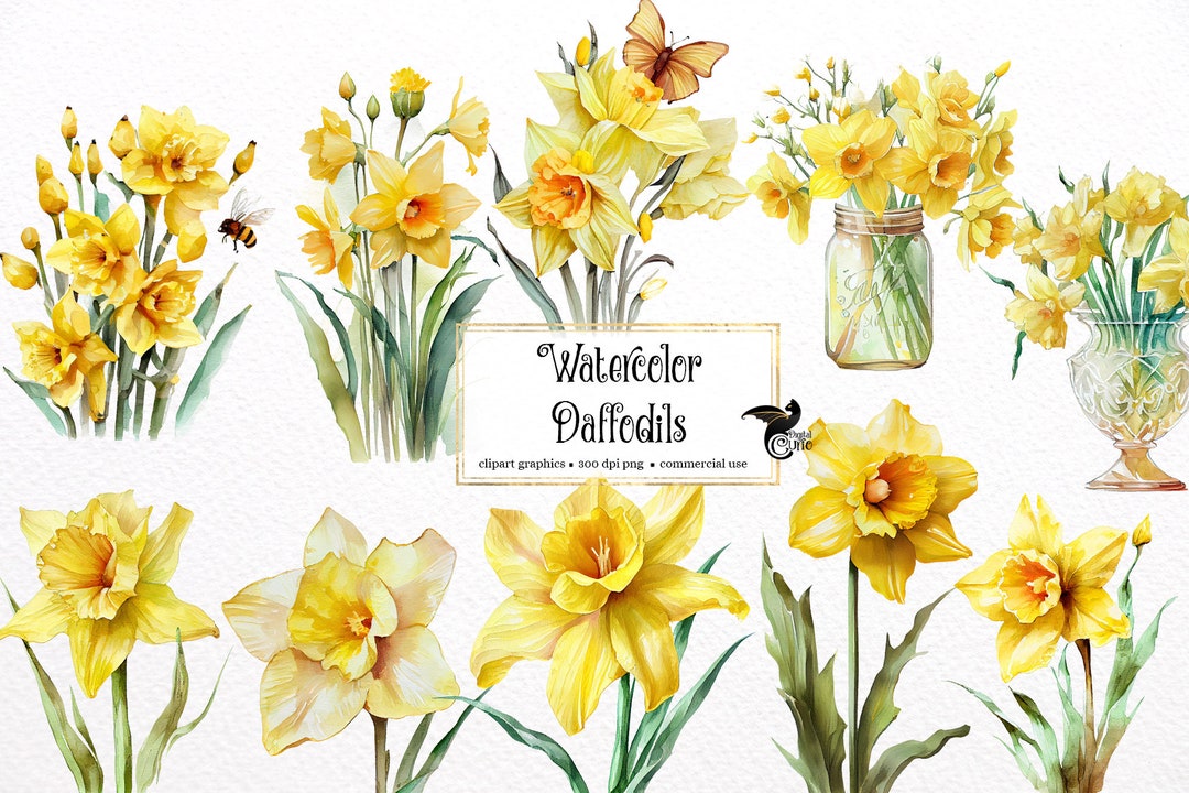 Watercolor Daffodil Clipart - Spring Flowers in PNG Format Instant ...