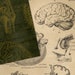 Vintage Anatomy Digital Paper Seamless Anatomical - Etsy