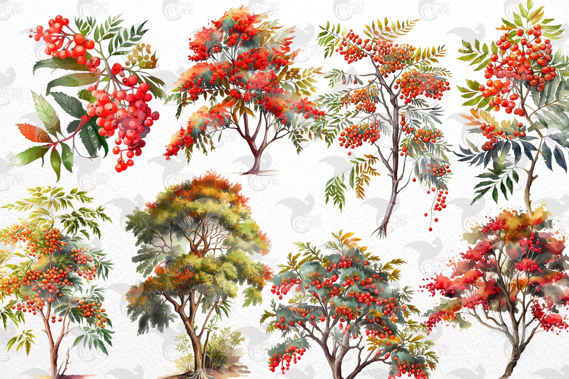 Watercolor Rowan Trees Clipart Autumn Forest PNG Format - Etsy