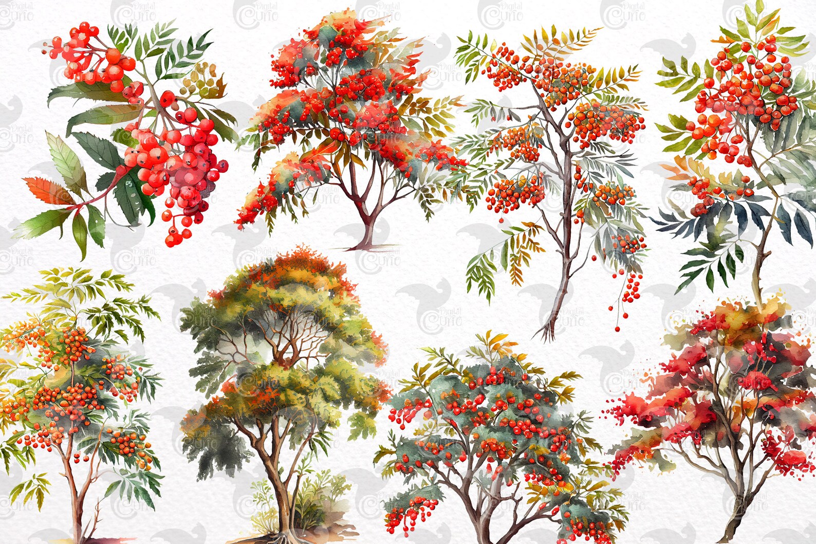 Watercolor Rowan Trees Clipart Autumn Forest PNG Format - Etsy