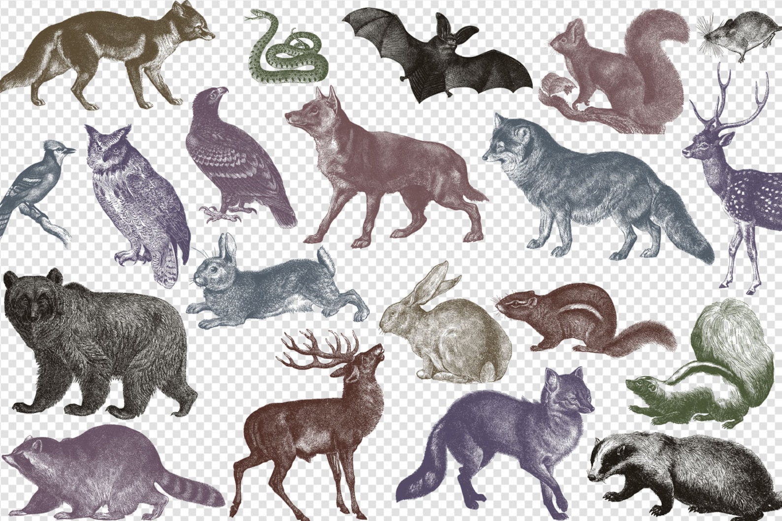 Vintage Forest Animals Clipart Antique Illustrations of | Etsy