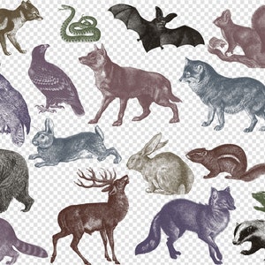 Vintage Forest Animals Clipart- Antique Illustrations of Woodland ...