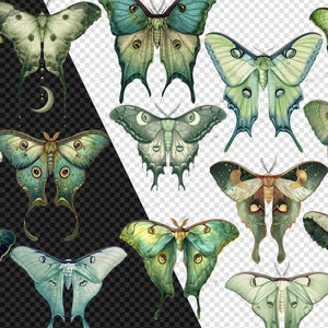 Luna Moth Clipart - Digital Moth Illustrations in Png Clip Art Format ...
