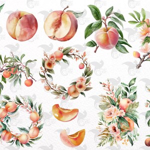 Watercolor Peaches Clipart - Digital Png Peach Graphics for Instant ...
