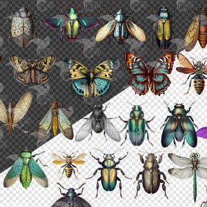 Vintage Bugs Clipart, Antique Insect Clip Art Scientific Illustrations ...