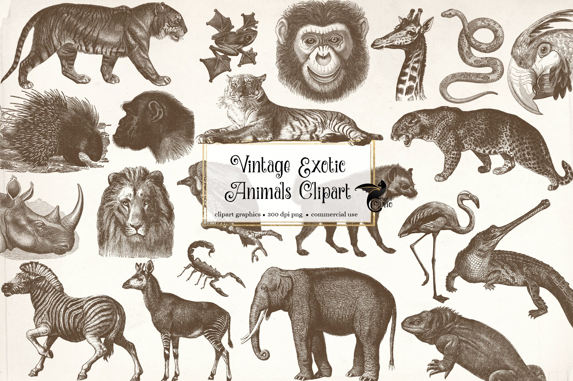 Vintage Exotic Animals Clipart, Antique Safari Illustrations (PNG ...