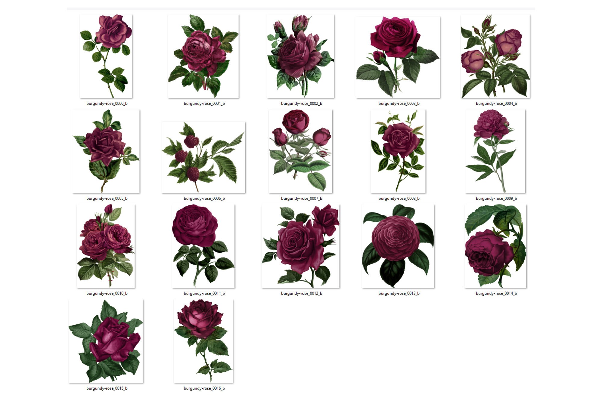 Vintage Burgundy Roses Clipart Antique Rose Illustrations PNG - Etsy