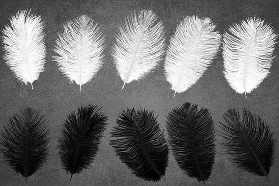 Black and White Ostrich Feathers Clipart Boho or Mardi Gras Clip Art Instant Download Feather Graphics for Commercial Use Etsy UK