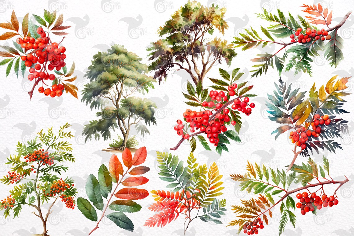 Watercolor Rowan Trees Clipart Autumn Forest PNG Format - Etsy