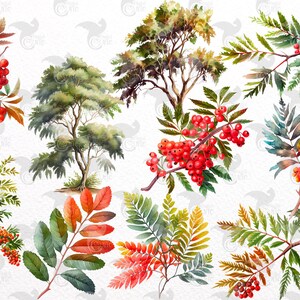 Watercolor Rowan Trees Clipart - Autumn Forest PNG Format Instant ...