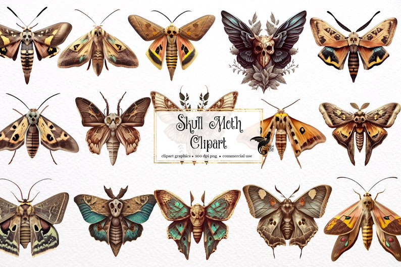 Skull Moth Clipart Death's Head Moth Clip Art Instant - Etsy