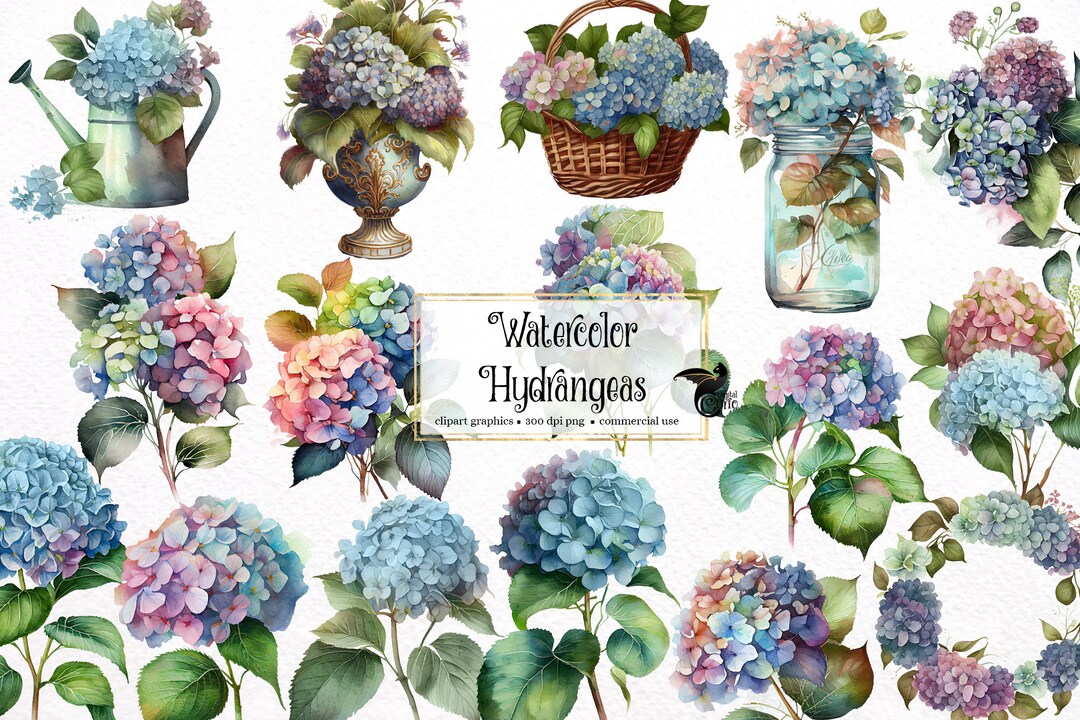 Watercolor Hydrangea Flowers Clipart - Floral Spring Bouquets in PNG ...